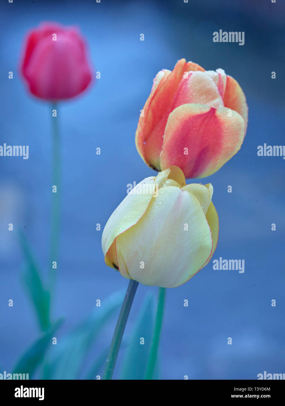 Sense tulips hi-res stock photography and images - Alamy