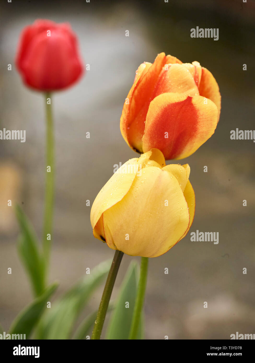 Tulip flower nature portrait Stock Photo - Alamy