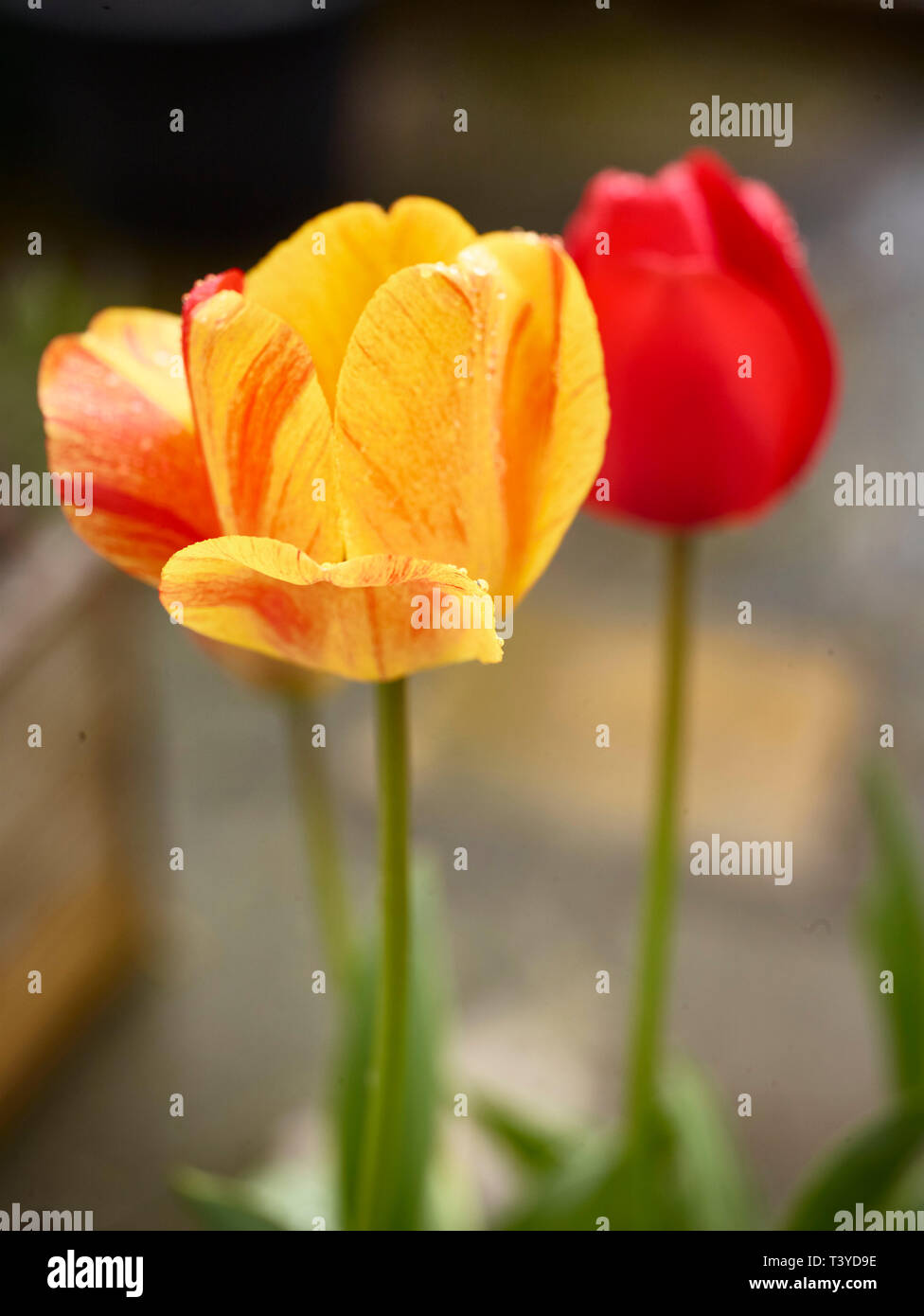 Tulip flower nature portrait Stock Photo - Alamy