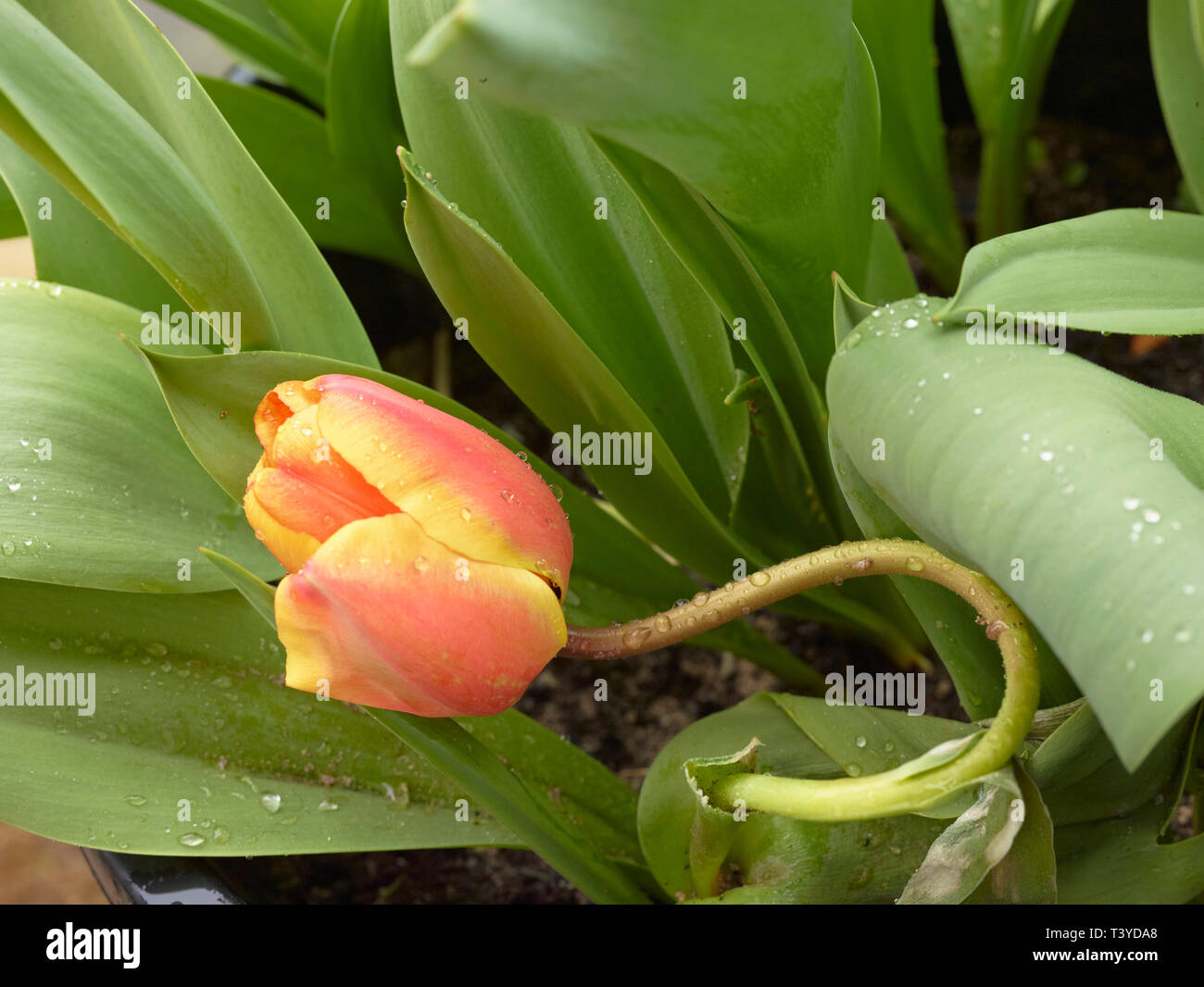 Tulip flower nature portrait Stock Photo - Alamy