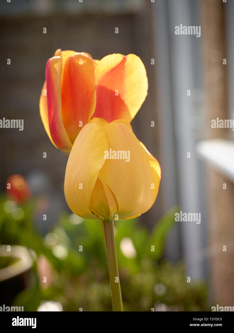 Tulip flower nature portrait Stock Photo - Alamy