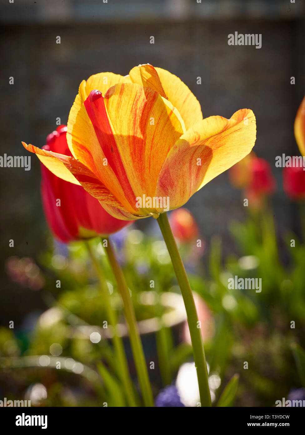Tulip flower nature portrait Stock Photo - Alamy