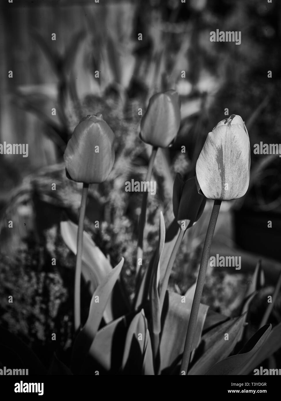 Tulip flower nature portrait Stock Photo - Alamy