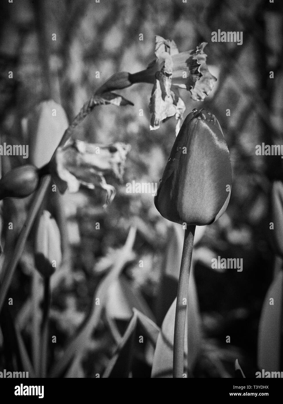 Tulip flower nature portrait Stock Photo - Alamy
