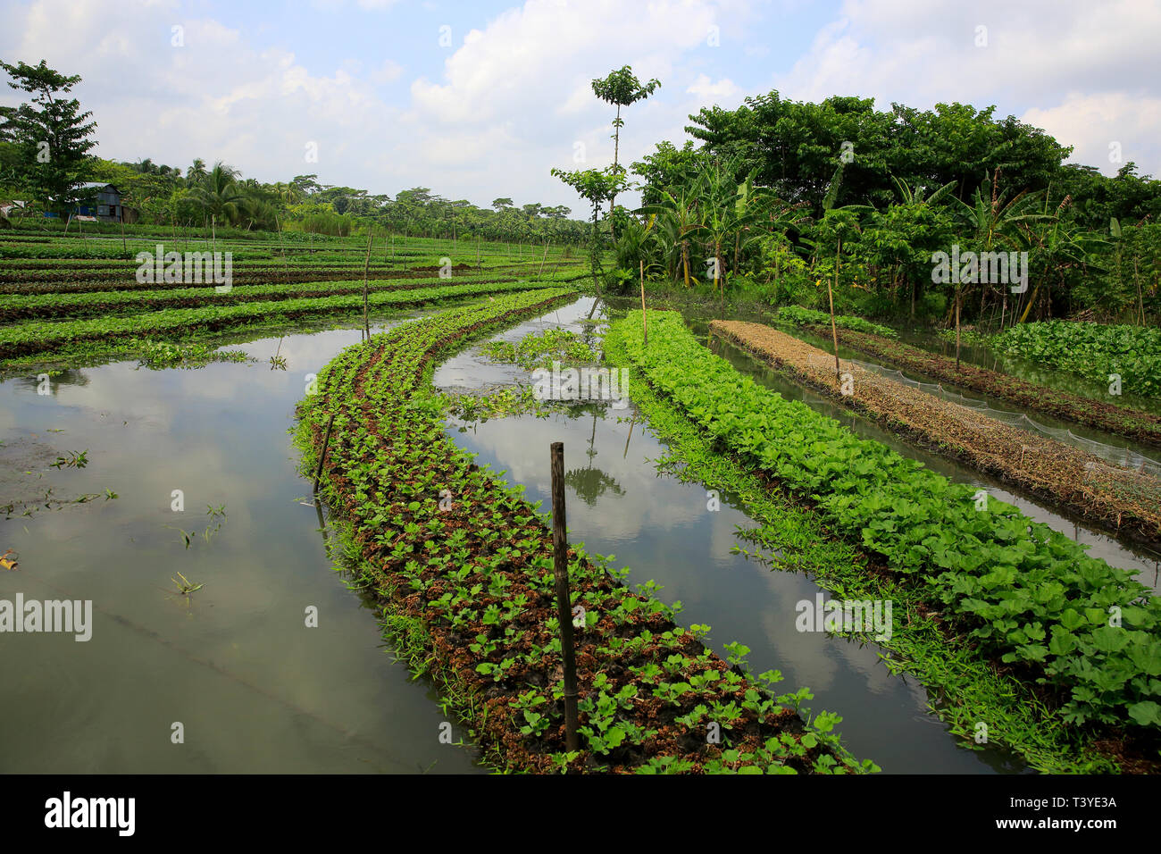 Floating Plantation High Resolution Stock Photography and Images - Alamy
