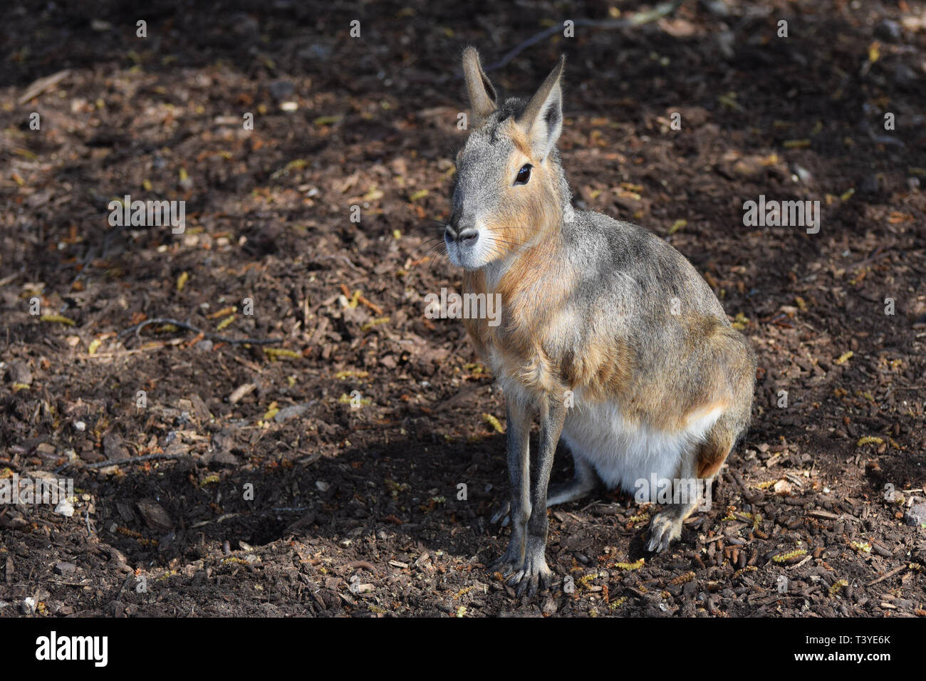 Patagonian mara / cavy / hare / dillaby (Dolichotis patagonum Stock ...