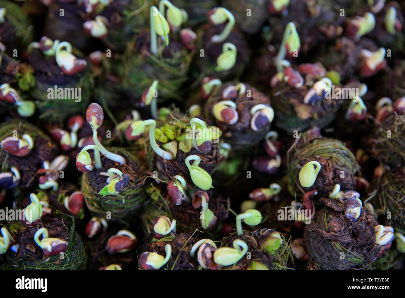Floating wetland garden hi-res stock photography and images - Alamy
