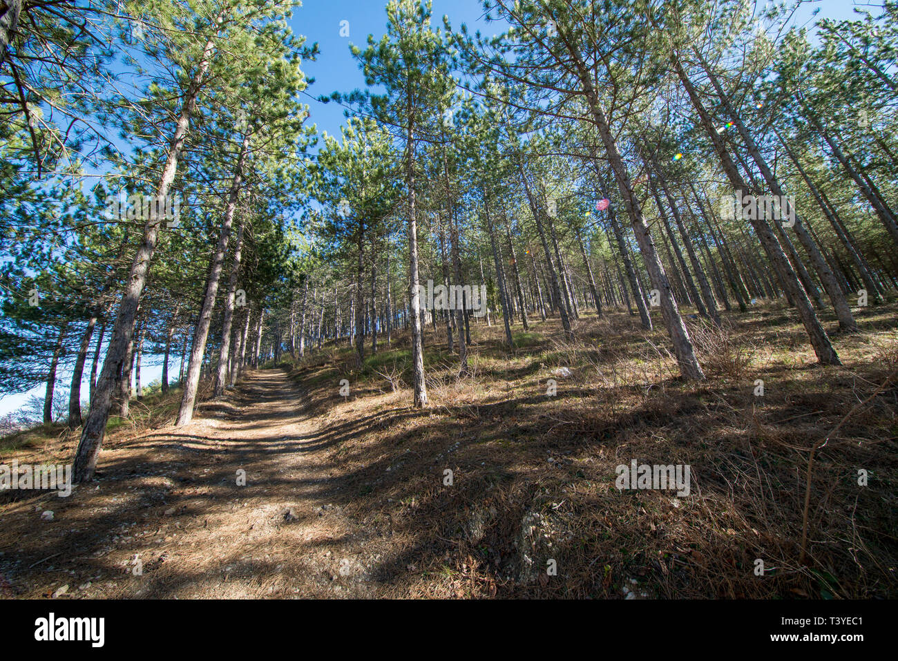 Pine forests around the town of Morella, Spain Stock Photo - Alamy