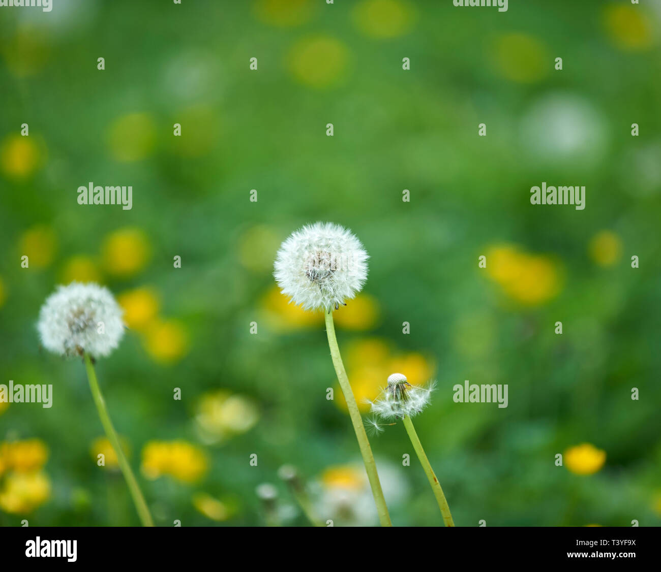 Dandilion Clock High Resolution Stock Photography and Images - Alamy