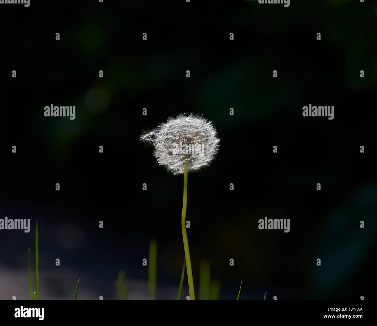 Dandilion clock hi-res stock photography and images - Alamy