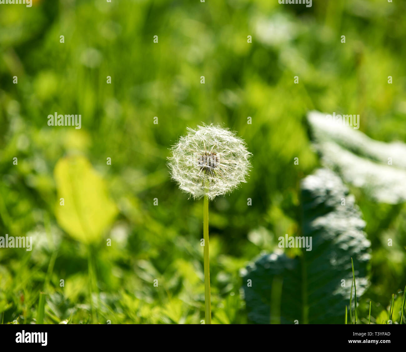 Dandelion Seed head (Clock Stock Photo - Alamy