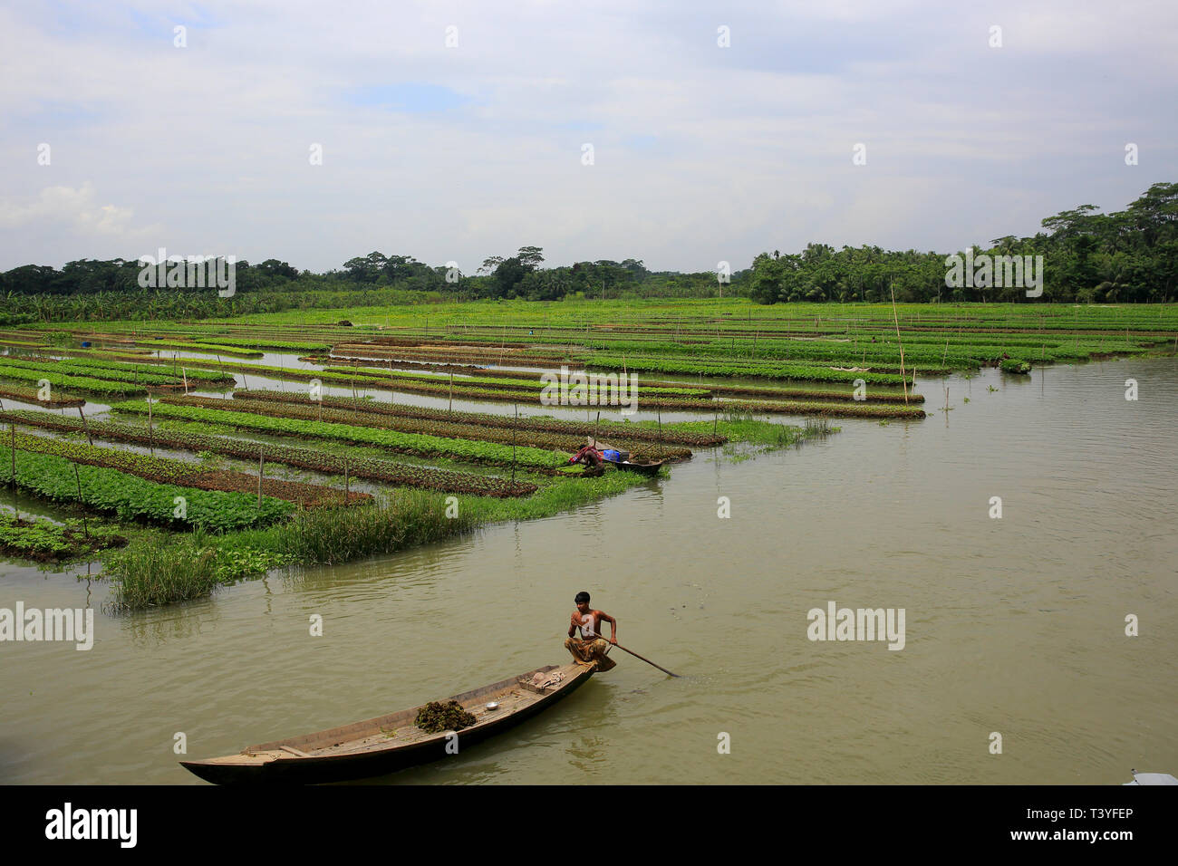 Floating farms in the coastal districts of Pirojpur have been ...