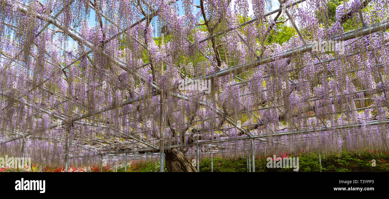 Beautiful full bloom of Purple pink Wisteria blossom trees trellis flowers in springtime sunny ...