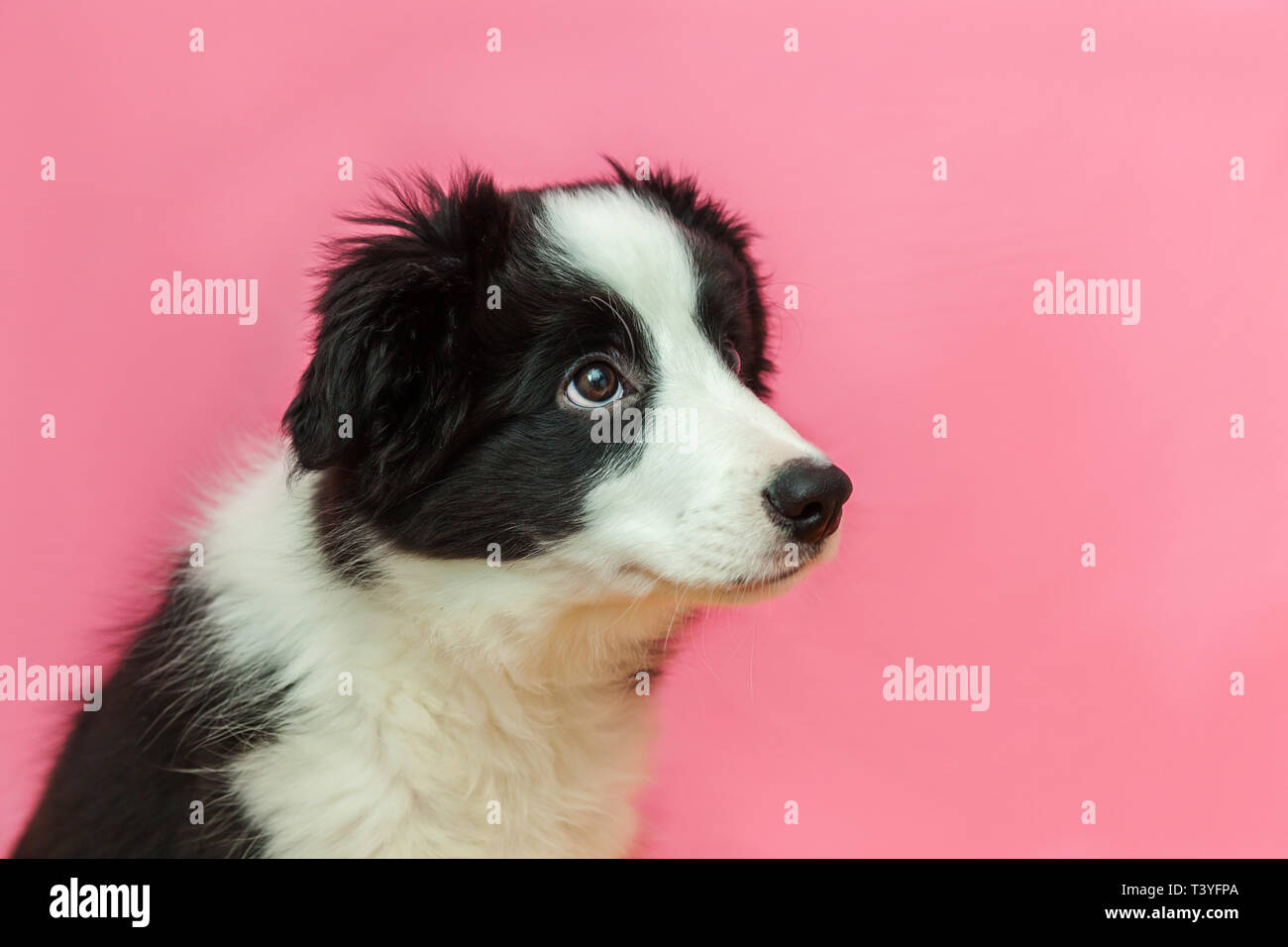 Funny studio portrait of cute smilling puppy dog border collie isolated ...