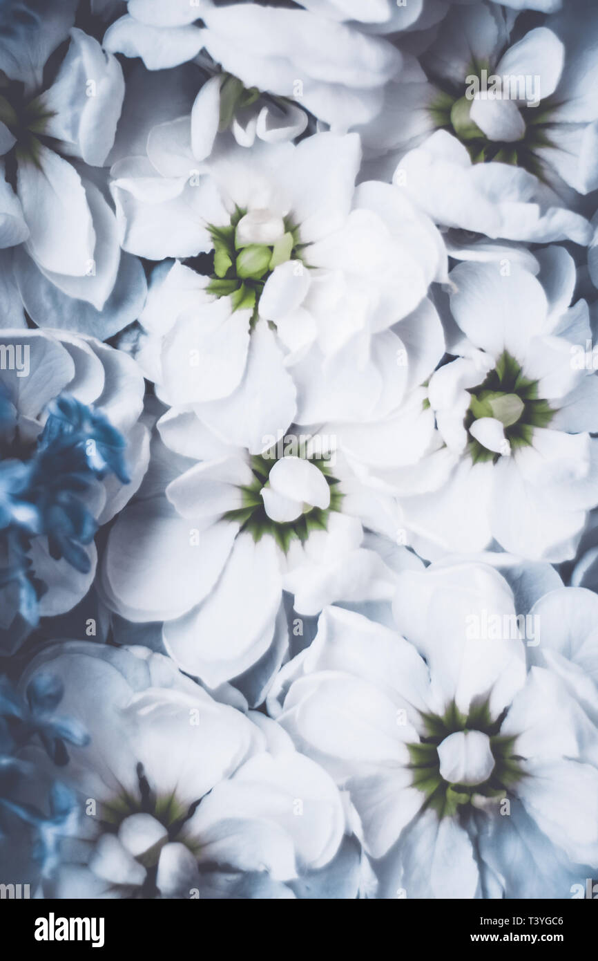 Botanical backdrop, nature and gardening concept - Vintage flowers in a ...