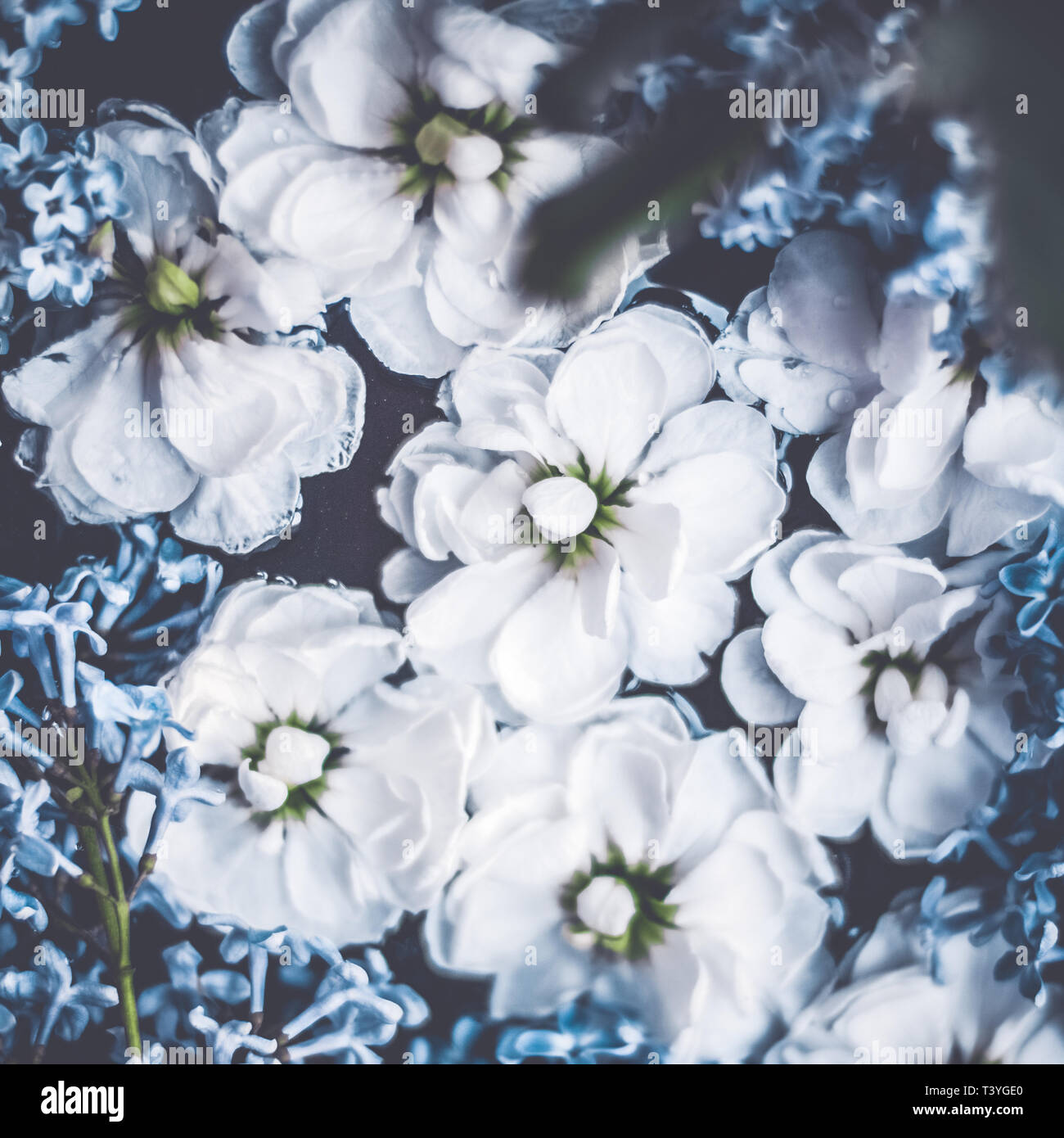 Botanical backdrop, nature and gardening concept - Vintage flowers in a ...
