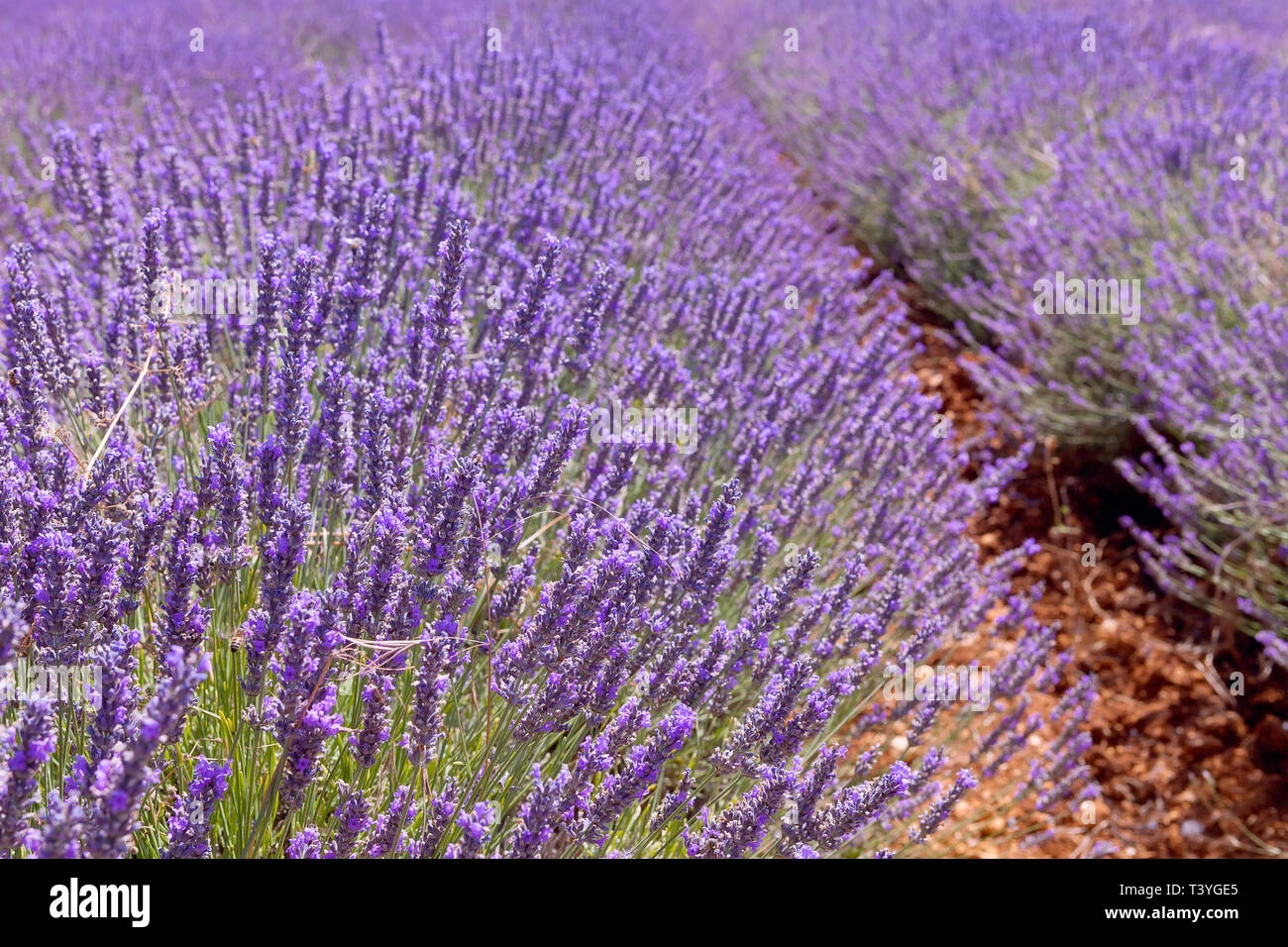 Beautiful colors purple lavender fields near Valensole, Provence in ...