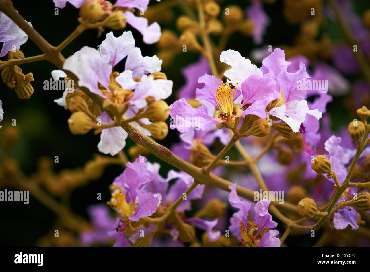 Queen's crape myrtle growing in a garden by Phnom Mondap in the Silver ...