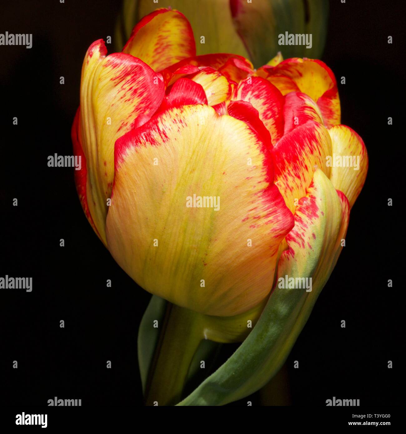 Tulip double early cilesta hi-res stock photography and images - Alamy