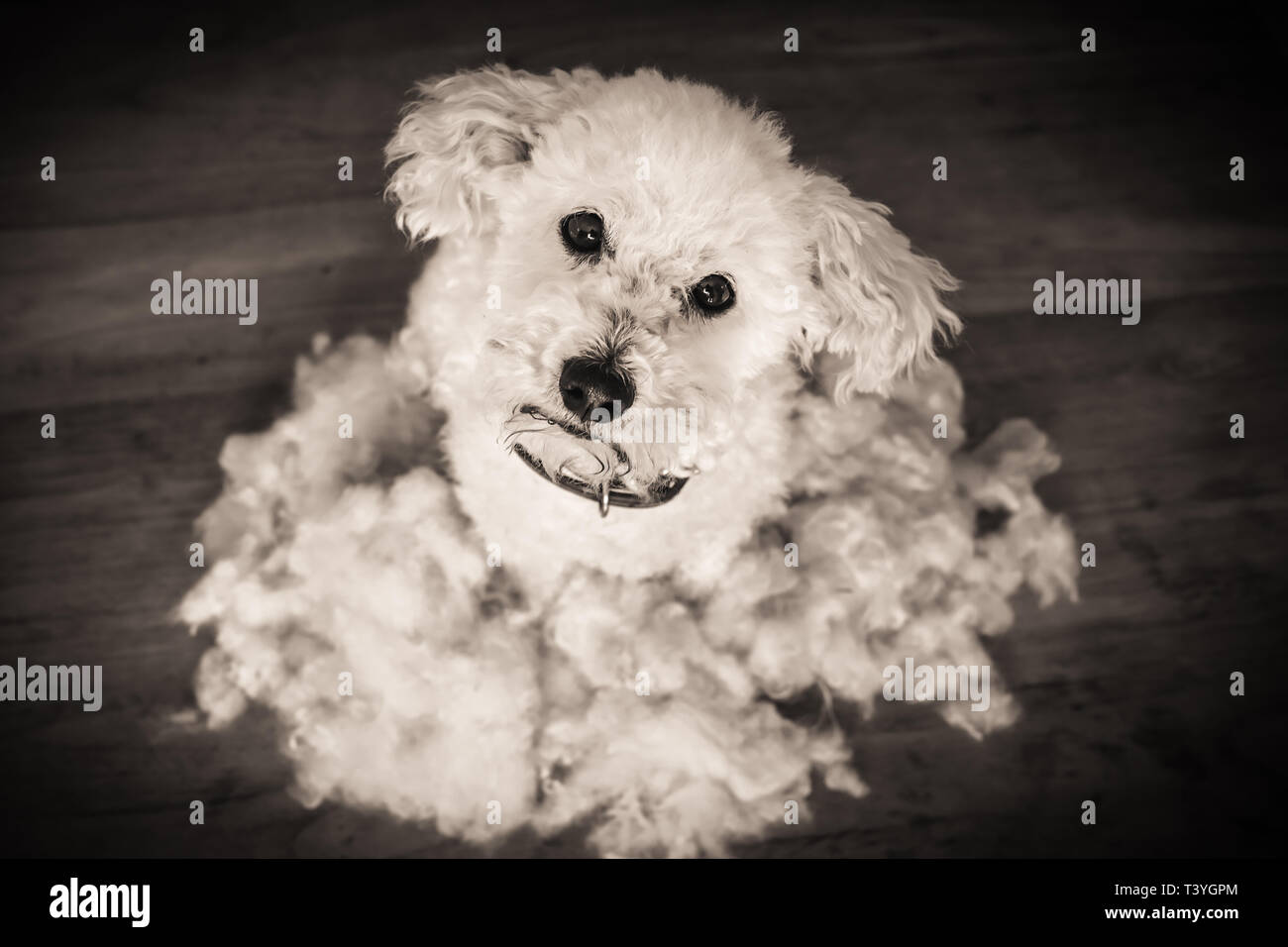 After grooming and haircut bichon frise dog fur Stock Photo - Alamy
