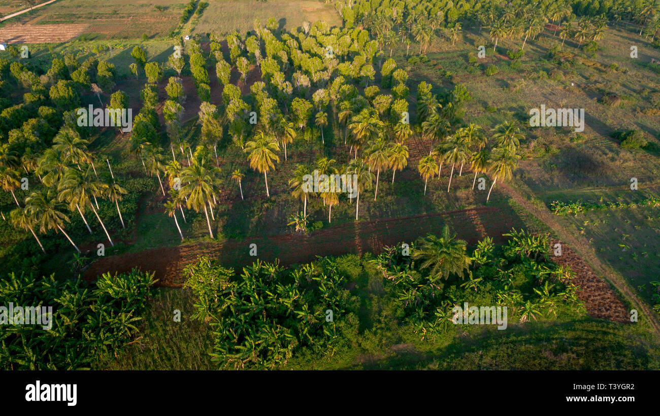 aerial view of the Kizimbani spice farm, Zanzibar Stock Photo - Alamy