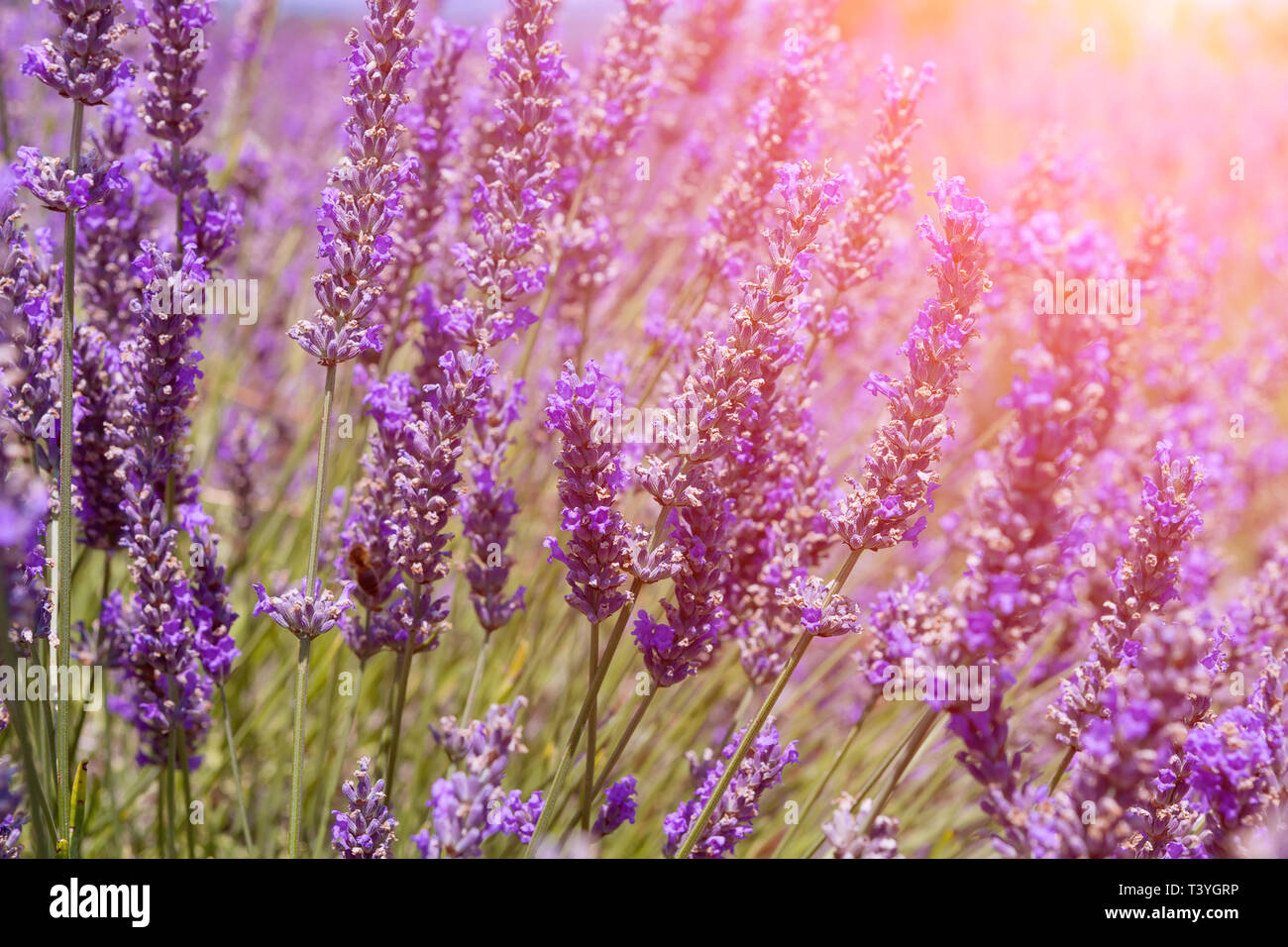 Beautiful colors purple lavender fields near Valensole, Provence in France Stock Photo - Alamy