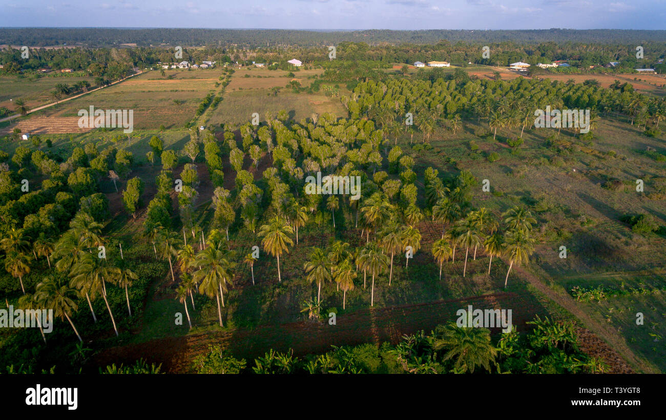aerial view of the Kizimbani spice farm, Zanzibar Stock Photo - Alamy