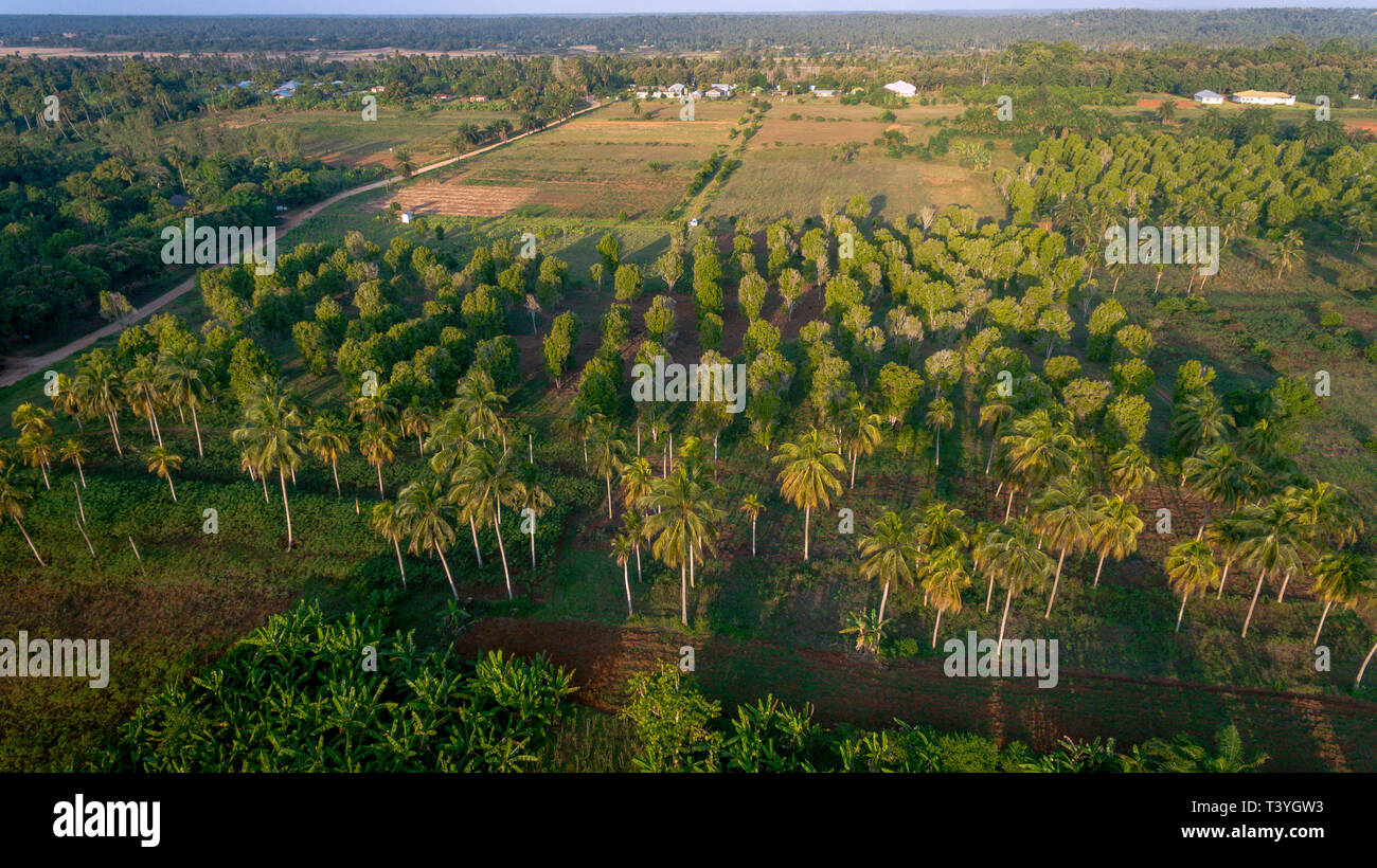 Kizimbani spice farm hi-res stock photography and images - Alamy