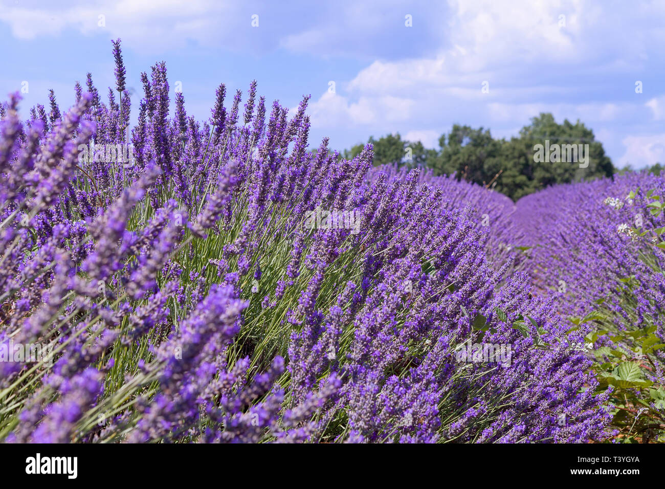 Beautiful colors purple lavender fields near Valensole, Provence in France Stock Photo - Alamy