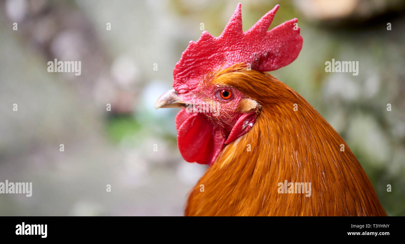 Chickens head close up hi-res stock photography and images - Alamy