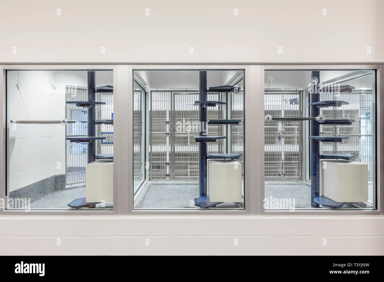 Glass viewing area windows of empty animal shelter Stock Photo - Alamy