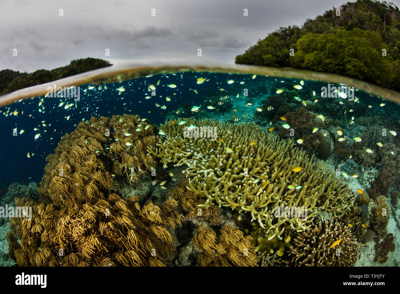 Small fish flutter above a healthy coral reef in Raja Ampat, Indonesia ...
