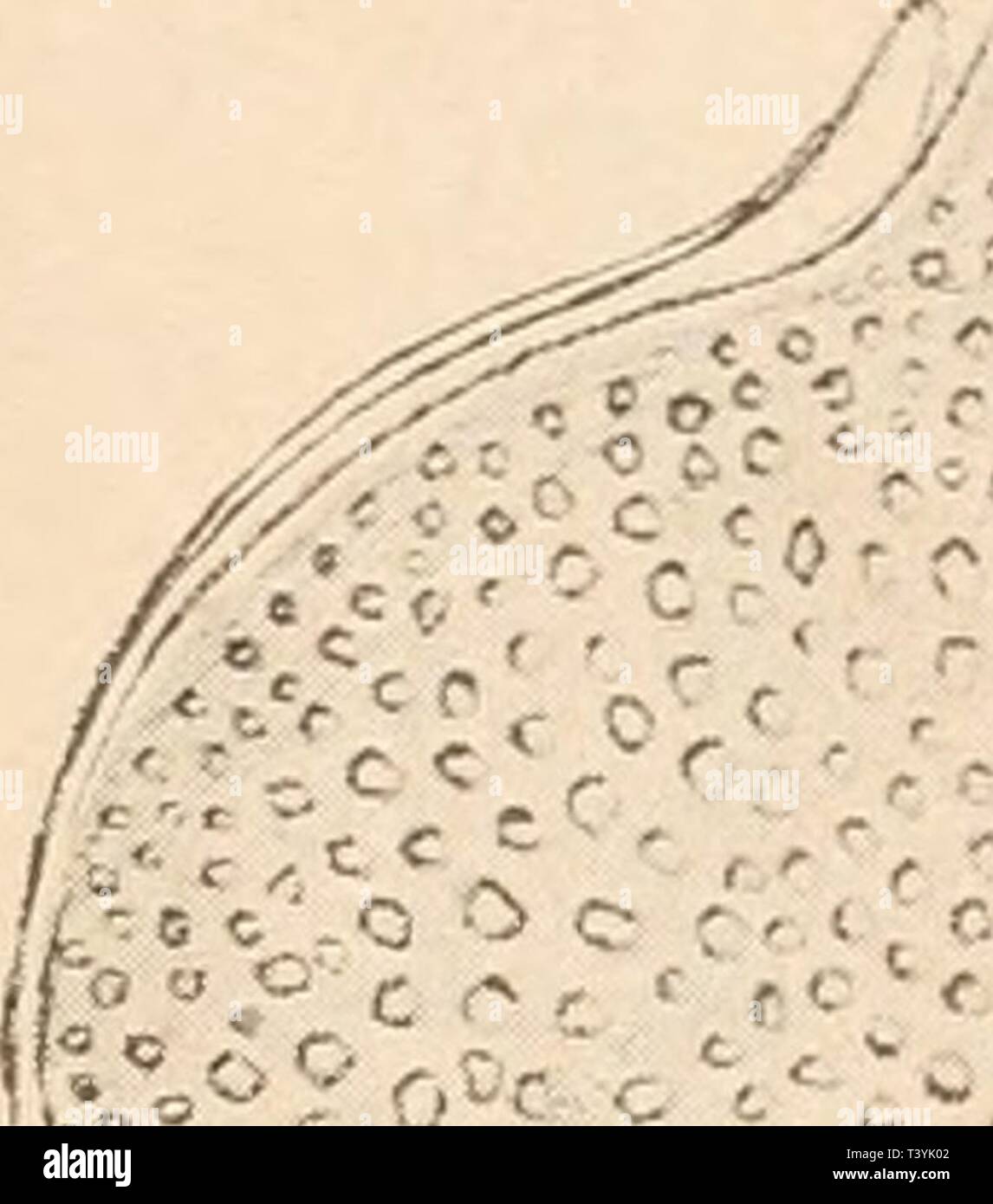 Odontella hi-res stock photography and images - Alamy