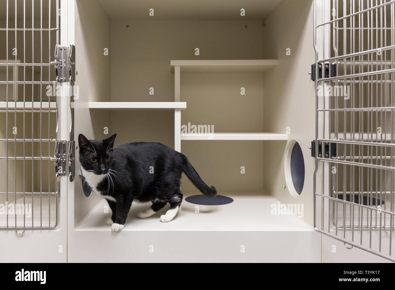 Cat in open cage in animal shelter Stock Photo - Alamy