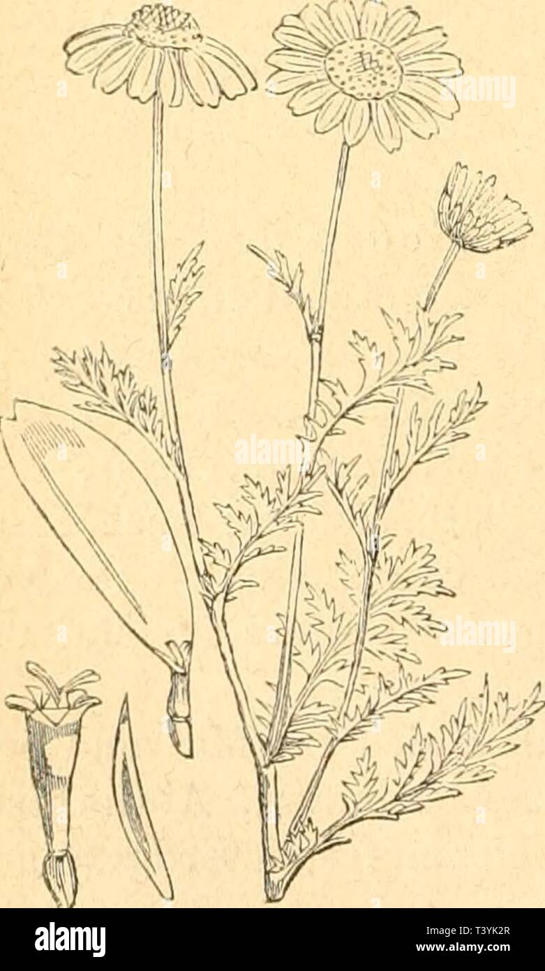 Trypeta zoe hi-res stock photography and images - Alamy