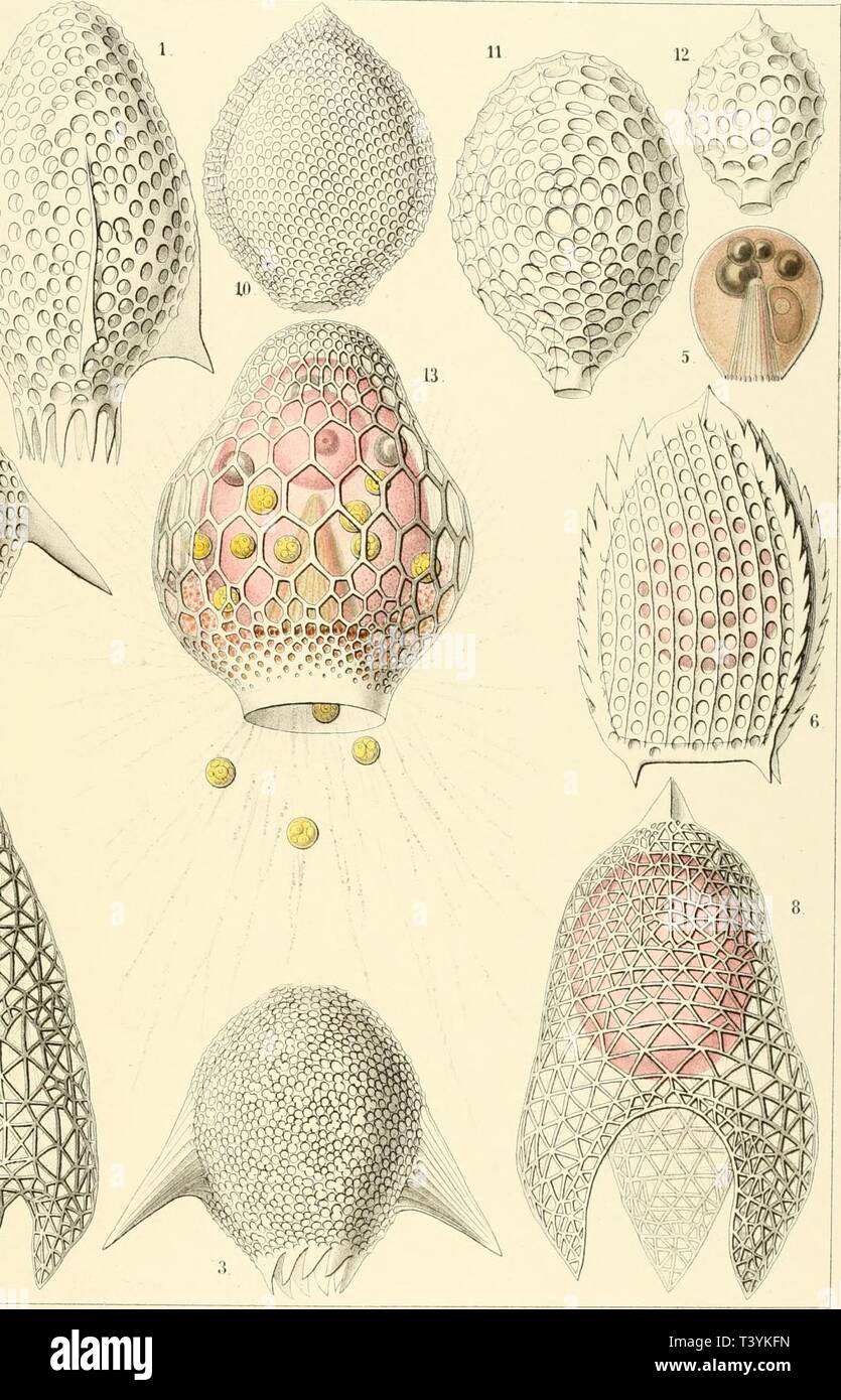 Die radiolarien rhizopoda radiaria hi-res stock photography and images ...