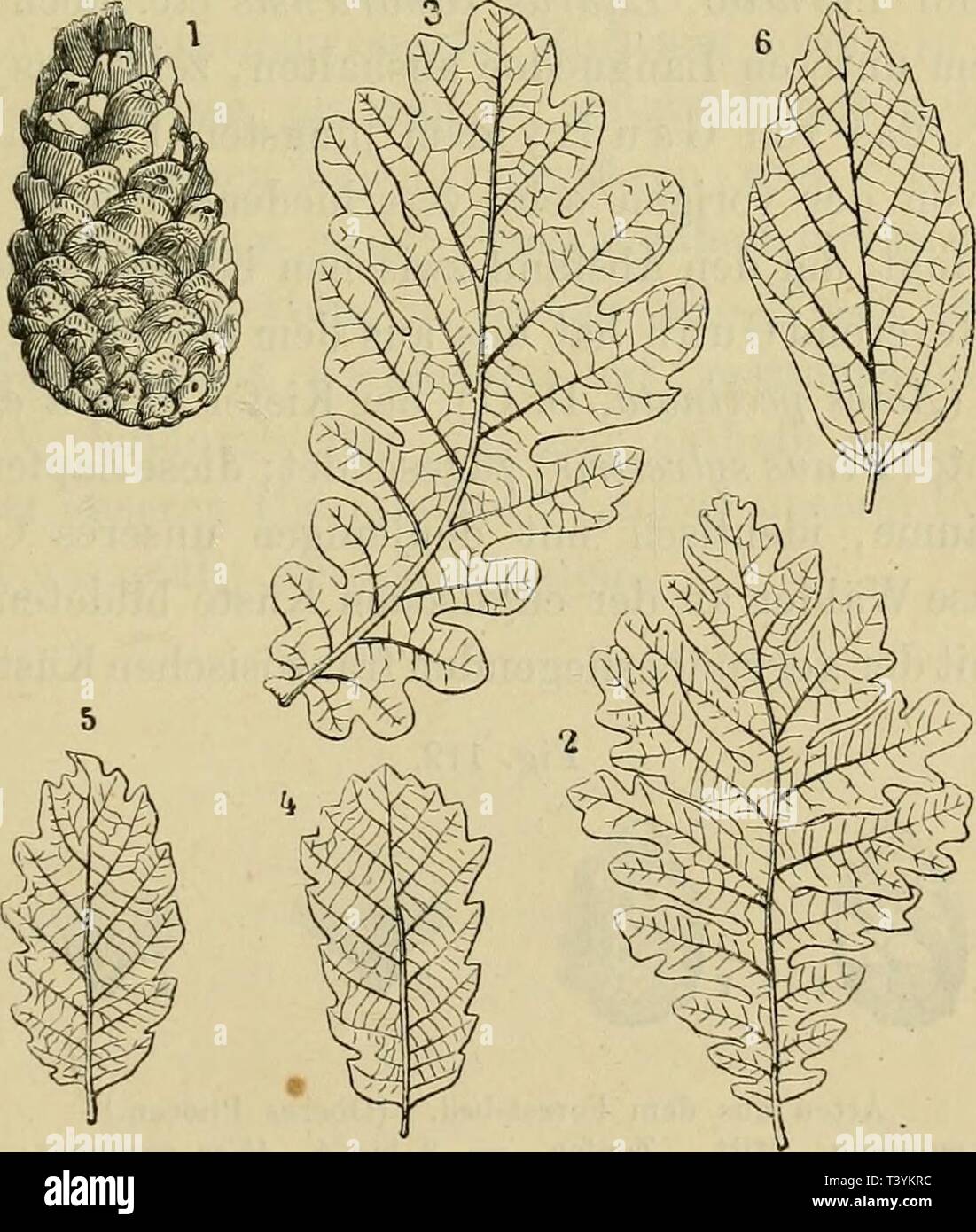 Eichen Arten High Resolution Stock Photography and Images - Alamy