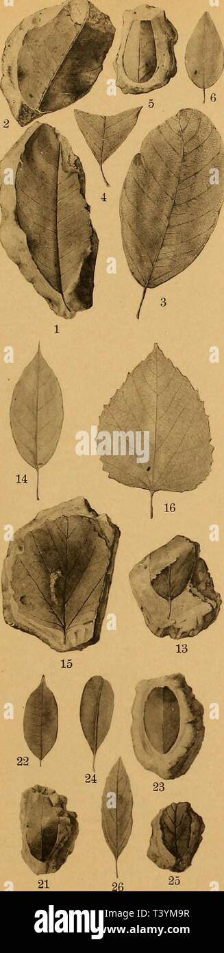 Archive image from page 414 of Die Pithecanthropus-Schichten auf Java ...