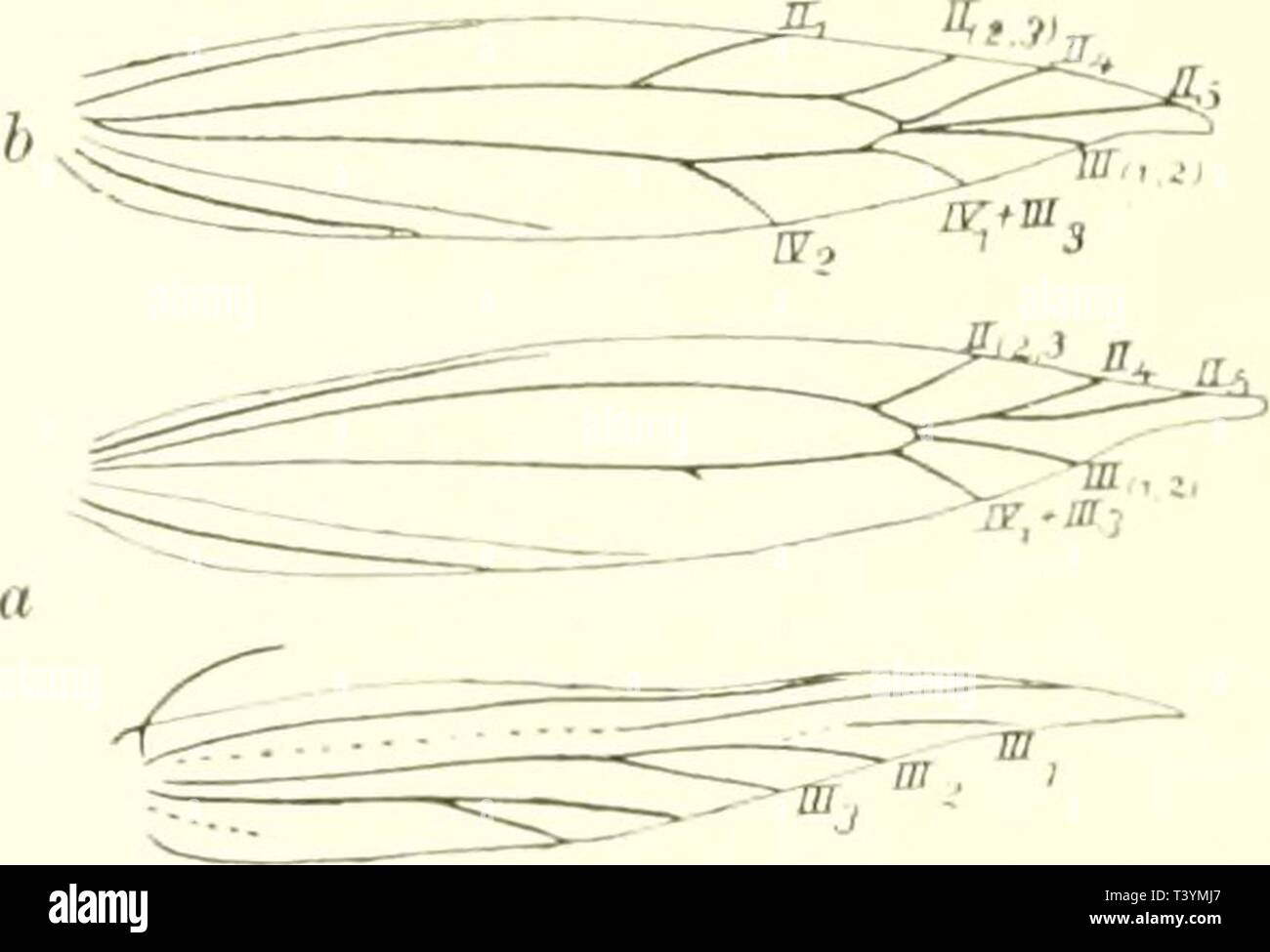 Archive image from page 429 of Die Schmetterlinge Europas (1908 Stock ...