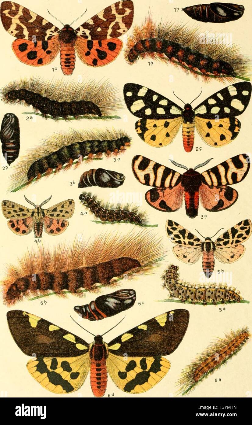 Arctia matronula hi-res stock photography and images - Alamy