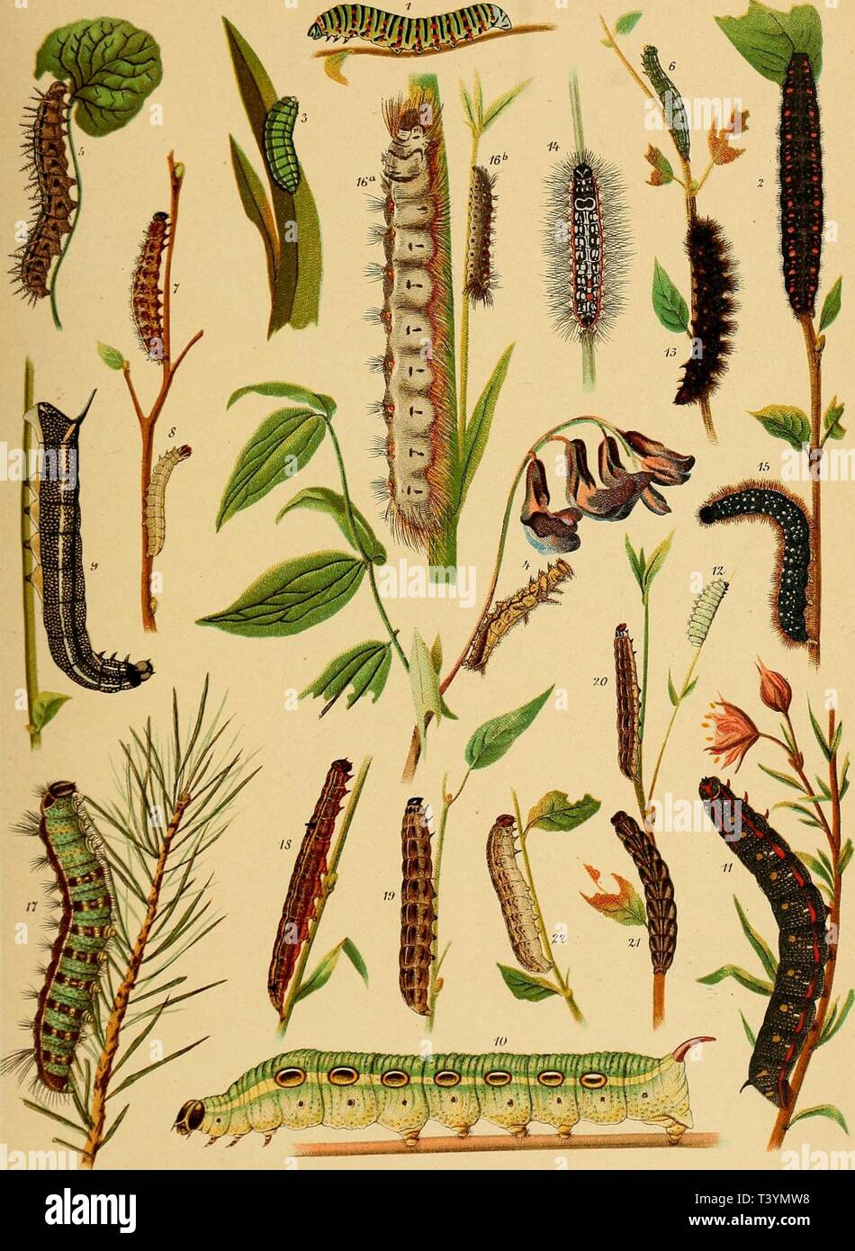 Archive image from page 442 of Die Raupen der gross-schmetterlinge ...