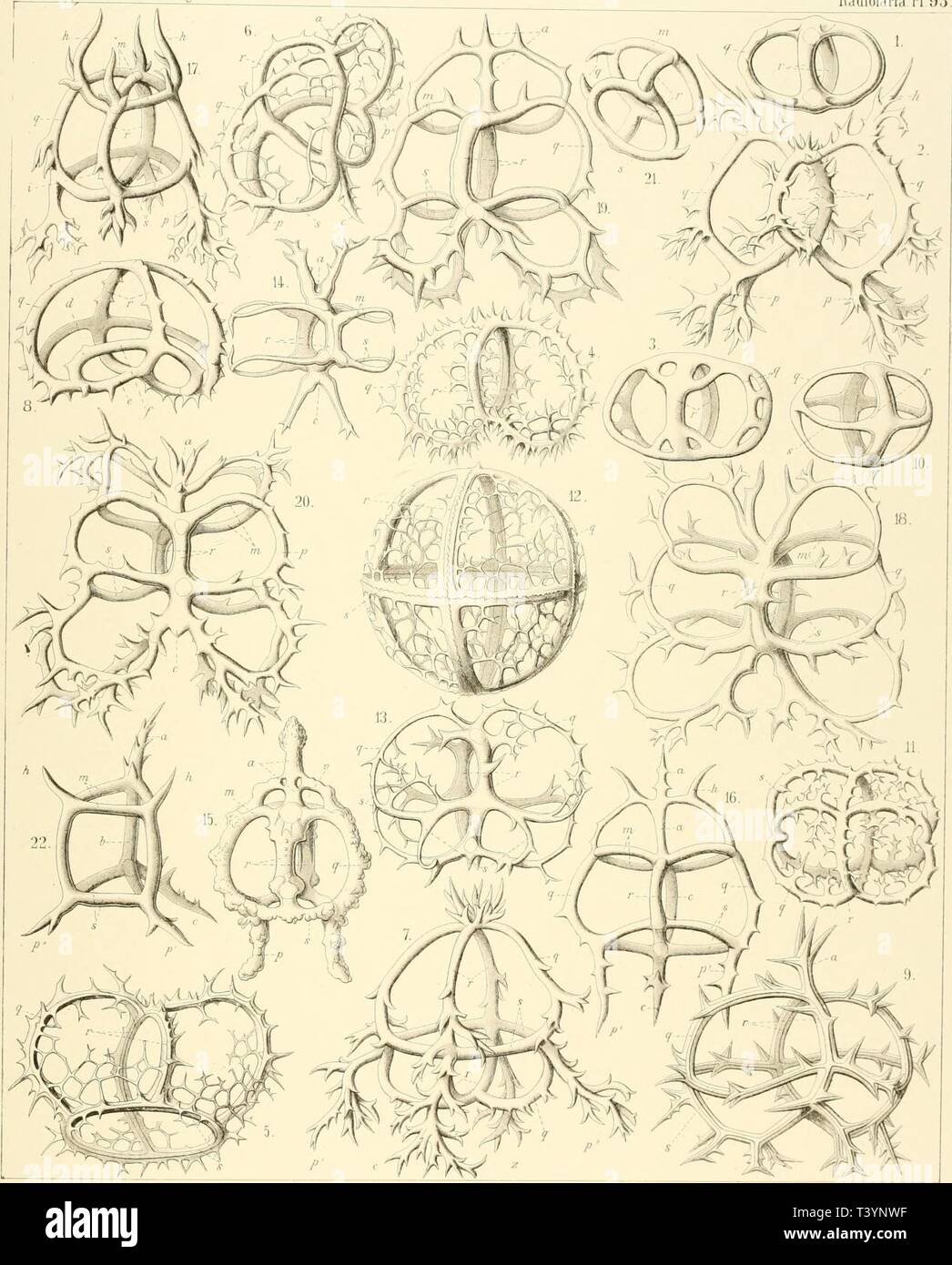 Archive image from page 508 of Die Radiolarien (Rhizopoda radiaria ...