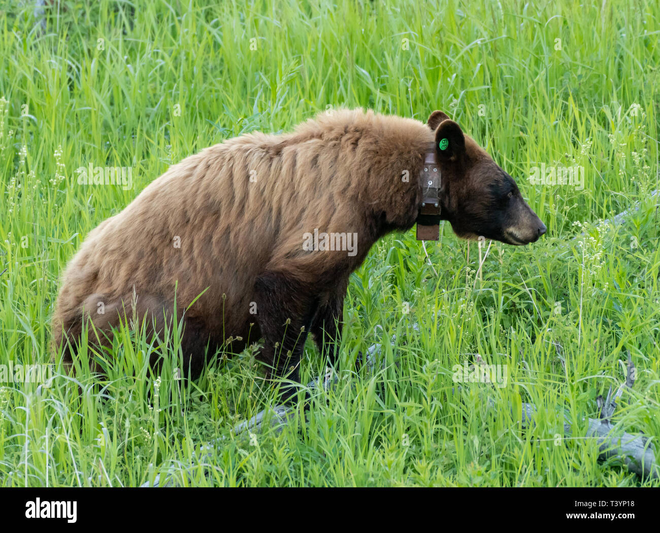 Profile of Black Bear Wearing Research Collar in Field Stock Photo - Alamy