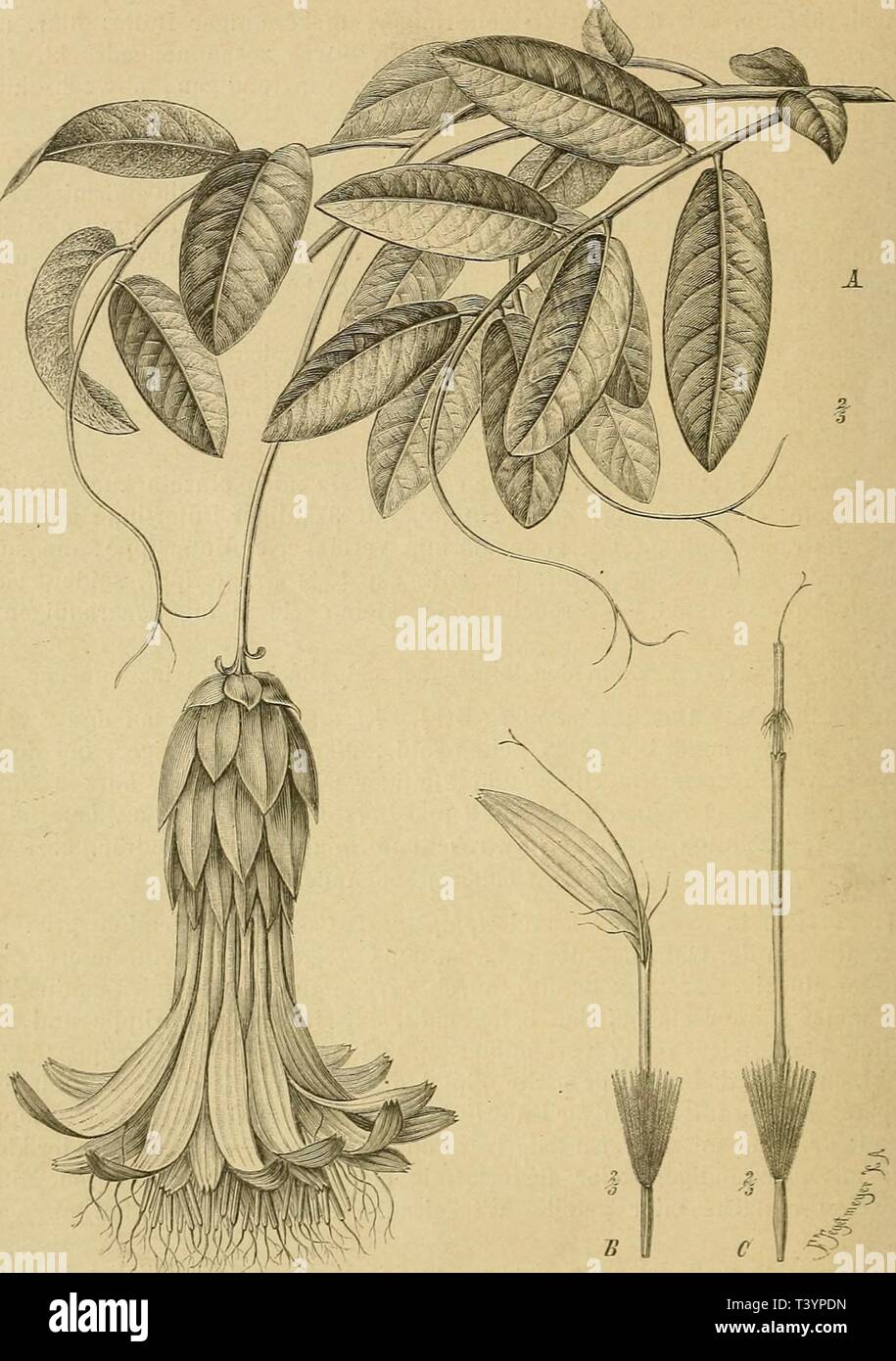 Humboldt and bonpland hi-res stock photography and images - Alamy