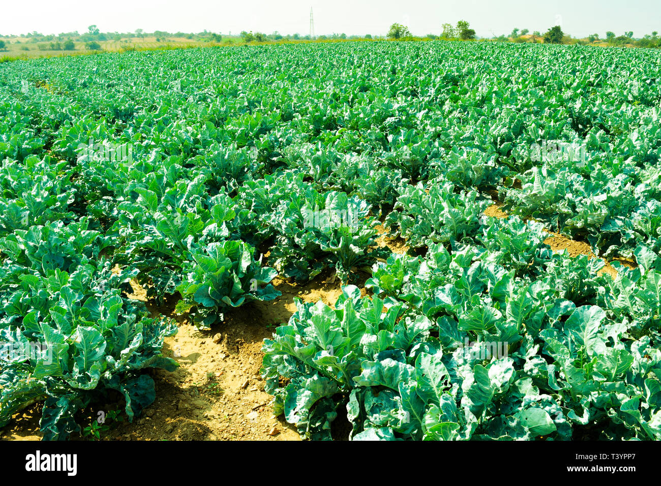Fresh Cauliflower Field Stock Photo - Alamy