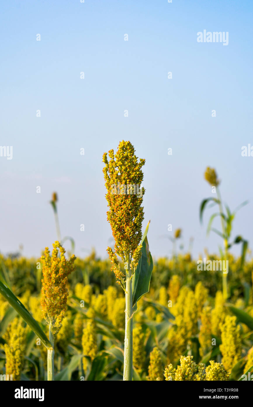 Millet field hi-res stock photography and images - Alamy