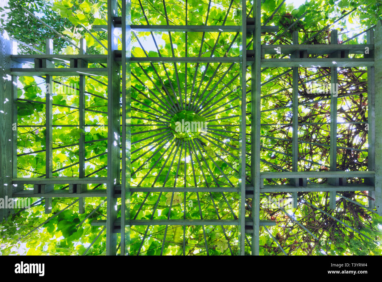 View from underneath arbor Stock Photo - Alamy