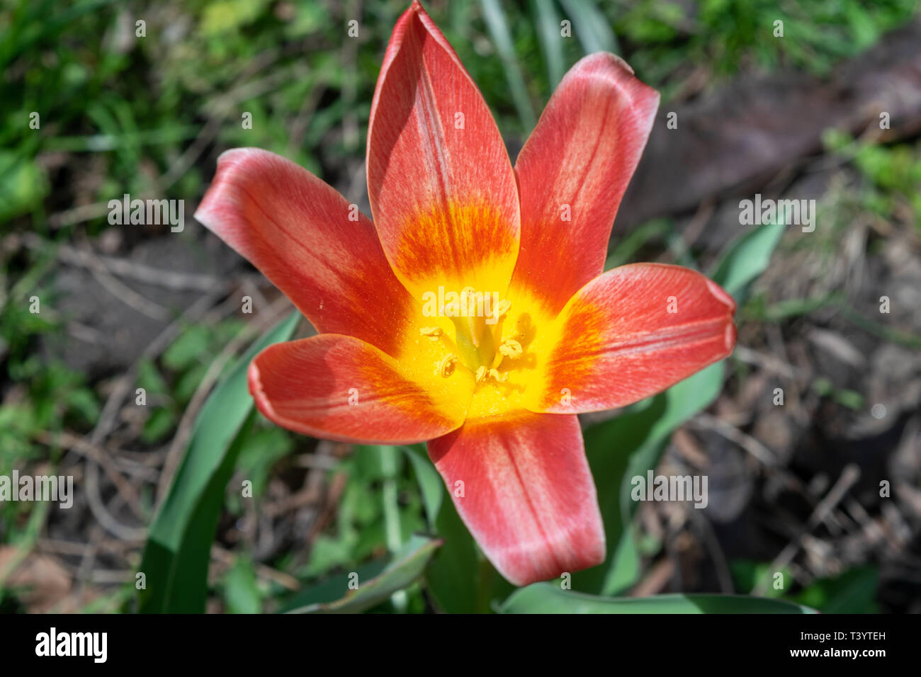Beautiful red and yellow lily blooms among lush green grass on a warm ...