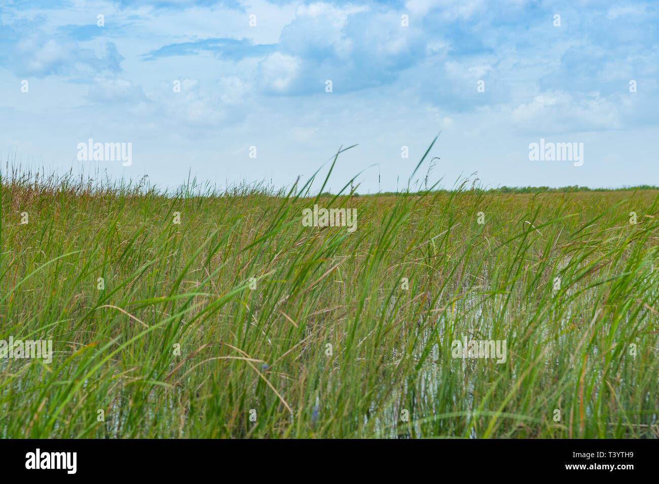 Reed covered image hi-res stock photography and images - Alamy