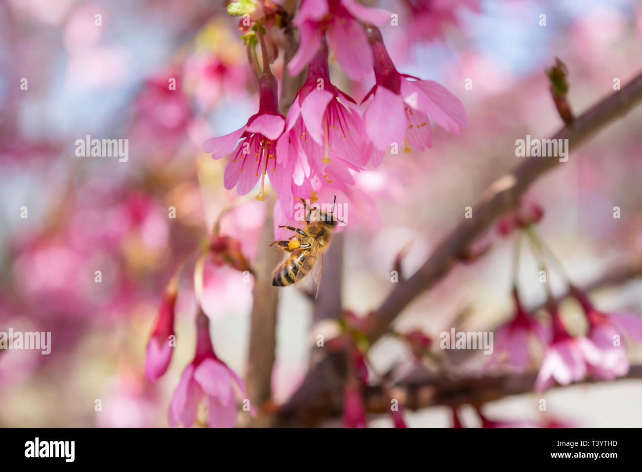 Closeup of a honey bee working hard collecting pollen from a beautiful ...